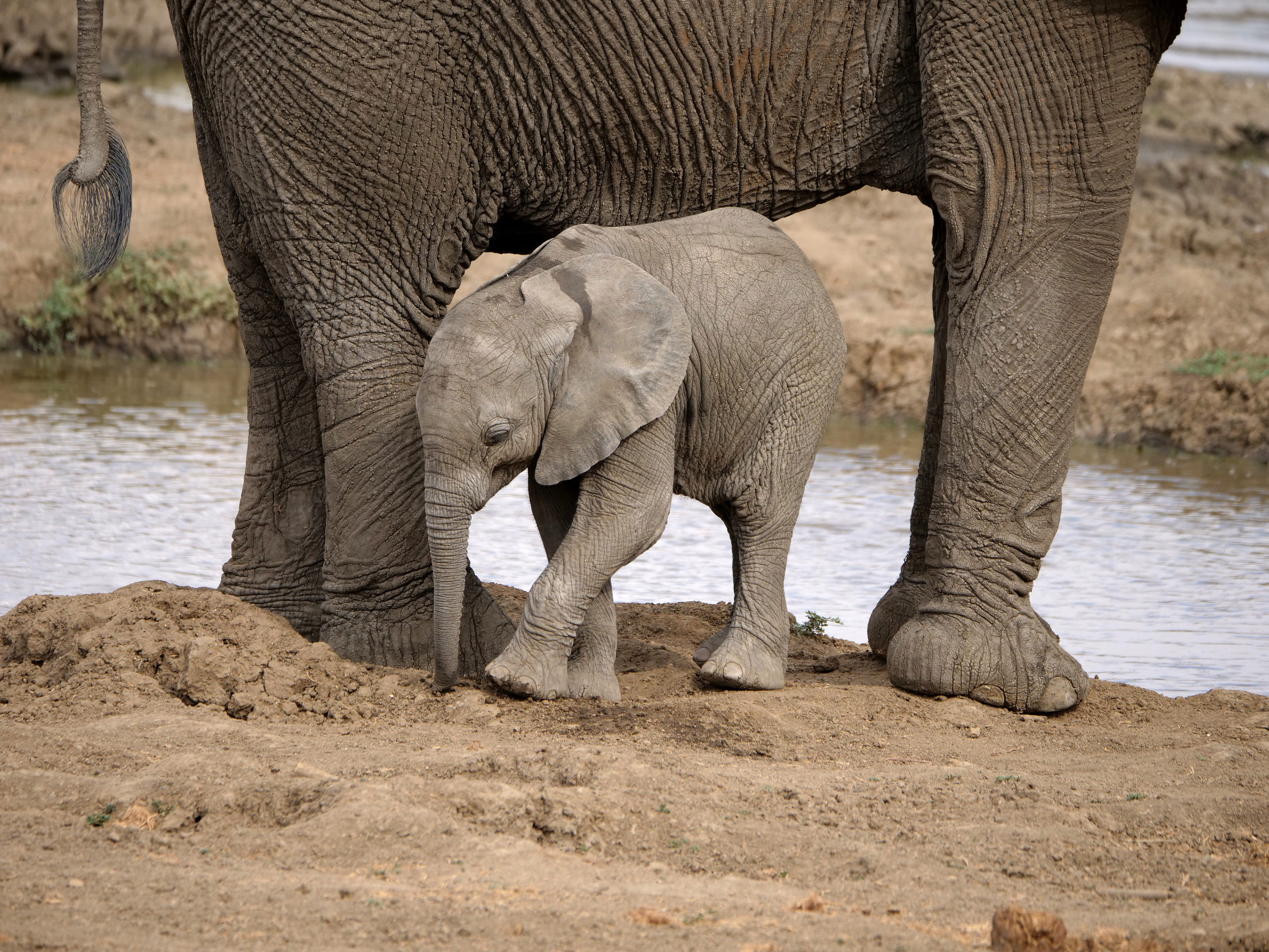 Ep103_ABabyElephantsStory_GrowingUpAnimal_40.jpg